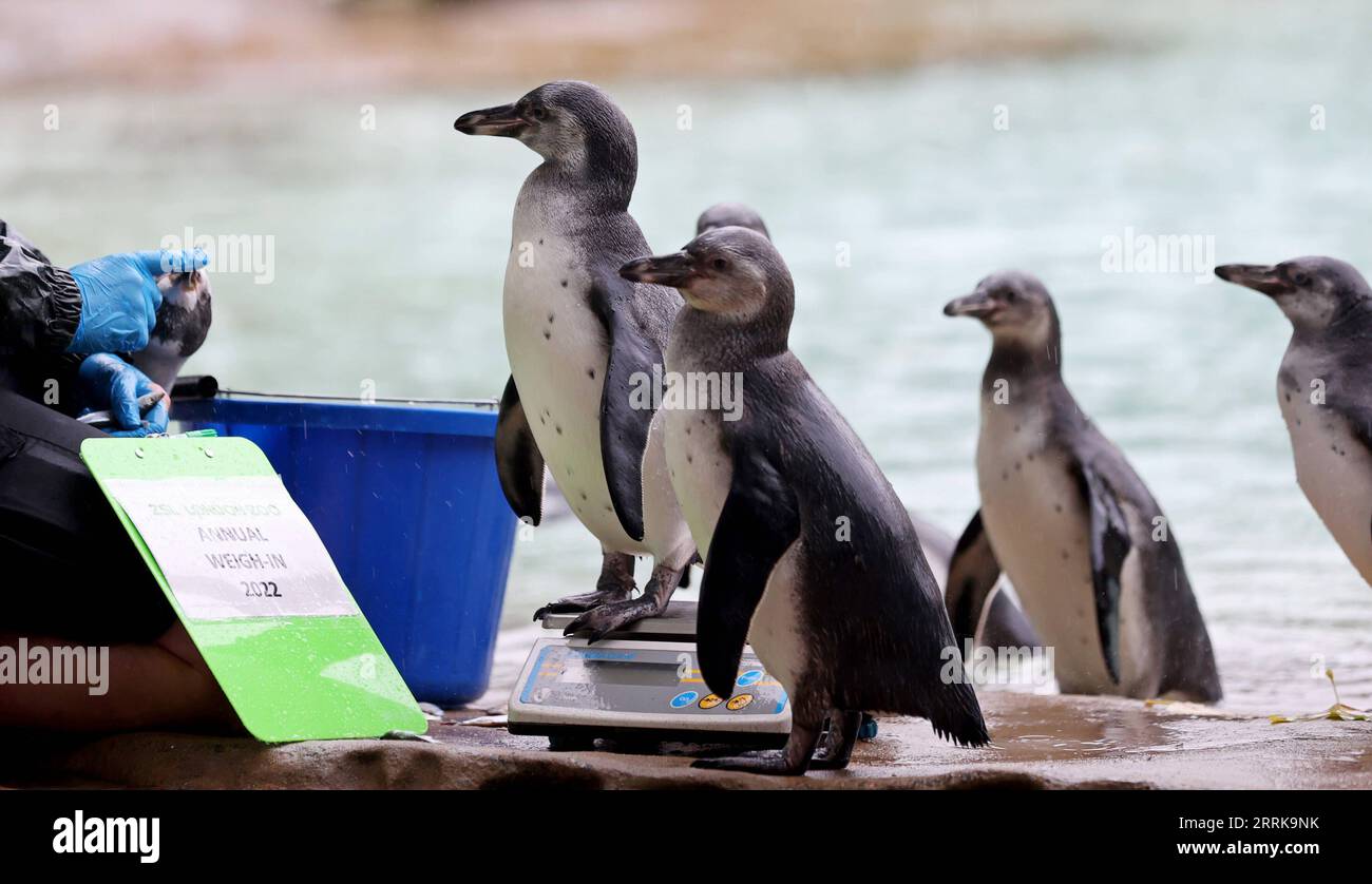 Im zsl london zoo hi-res stock photography and images - Alamy