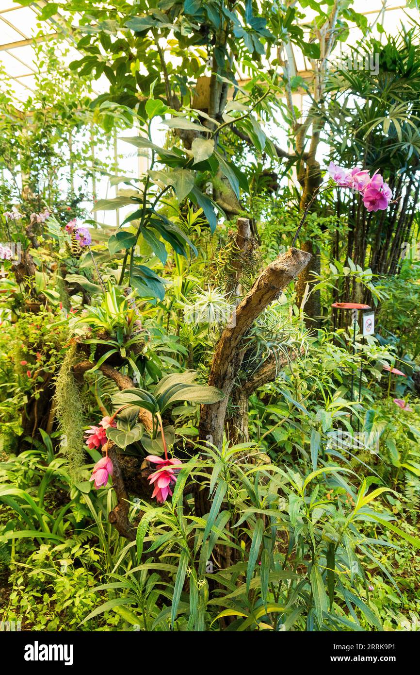 Tenerife, Icod de los Vinos, Mariposario del Drago, butterfly house ...