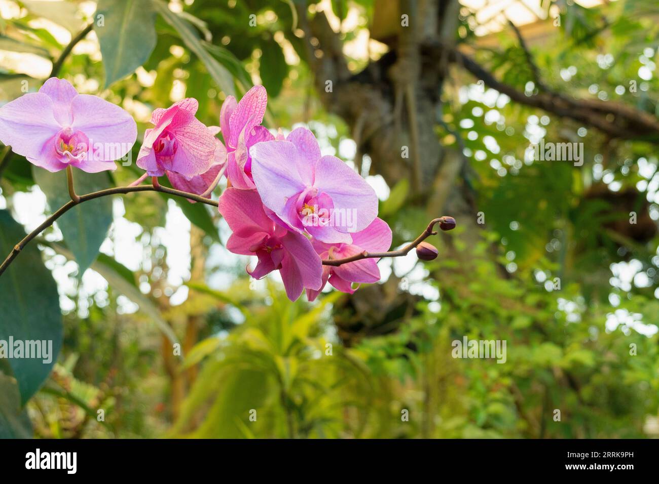 Tenerife, Icod de los Vinos, Mariposario del Drago, butterfly house ...