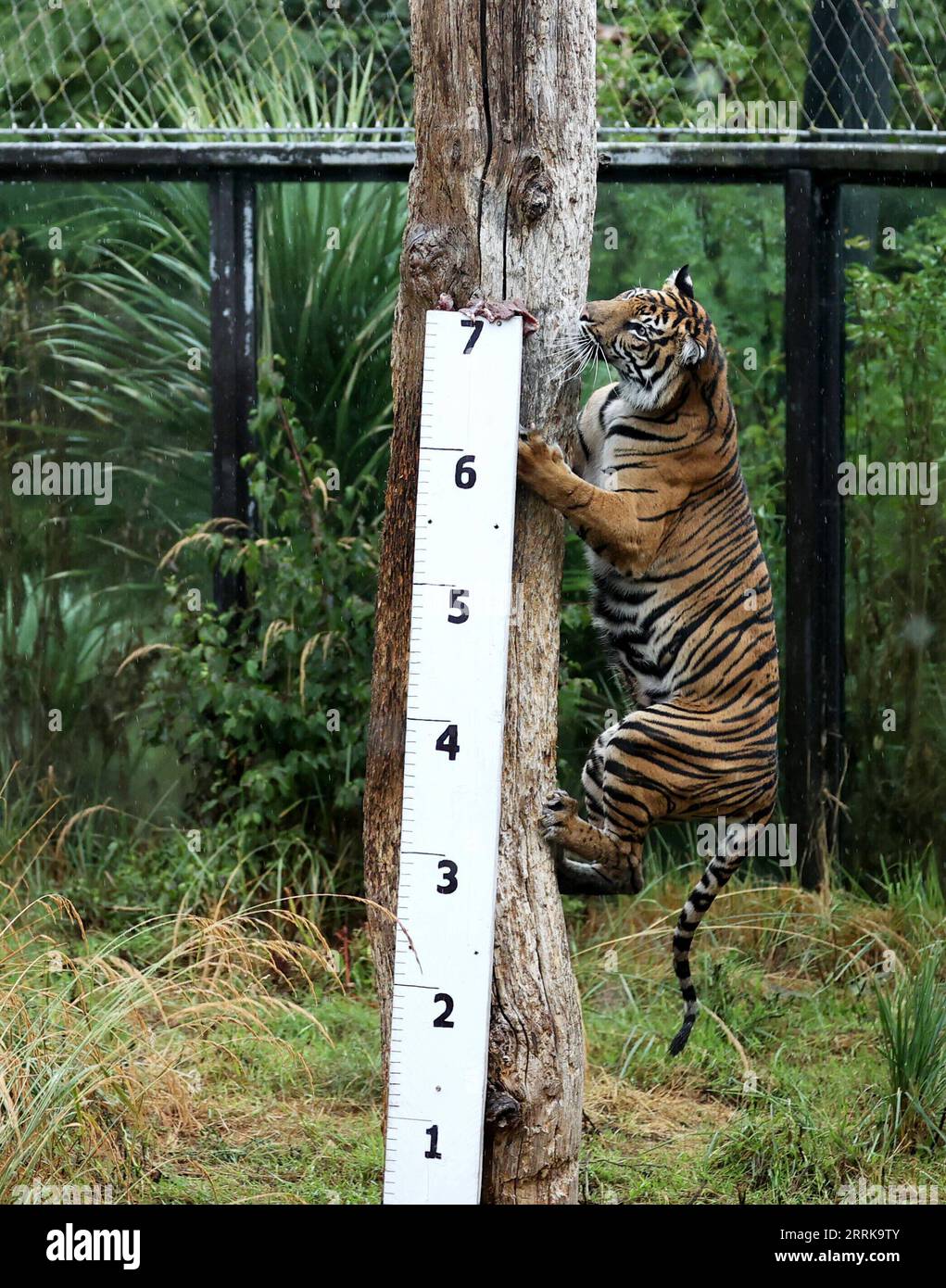 Wiegetermin im Zoo London 220826 -- LONDON, Aug. 26, 2022 -- A Sumatran ...