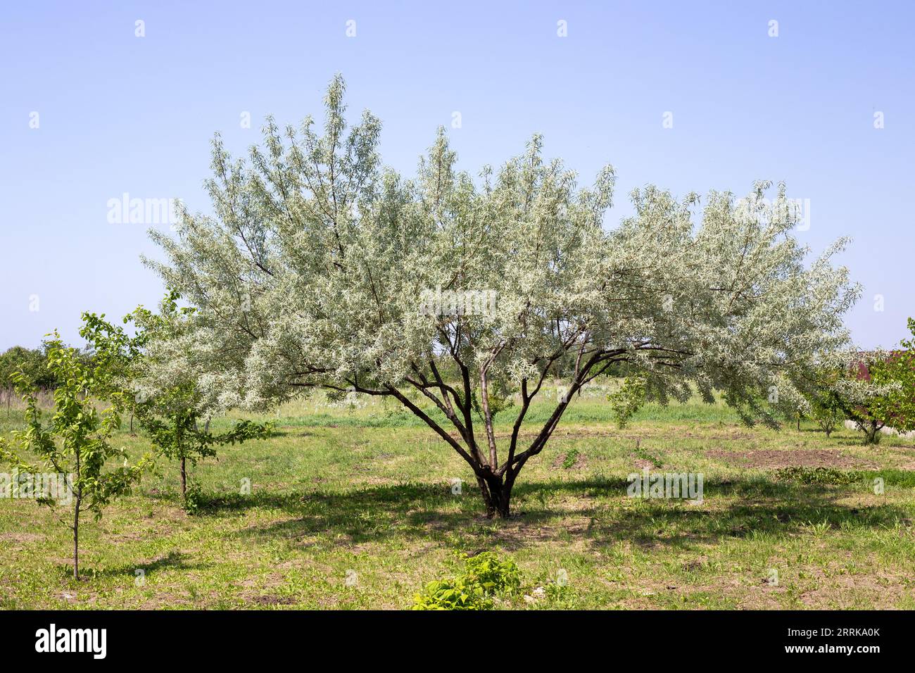 Tree with spreading branches Elaeagnus commutata. in a green garden ...