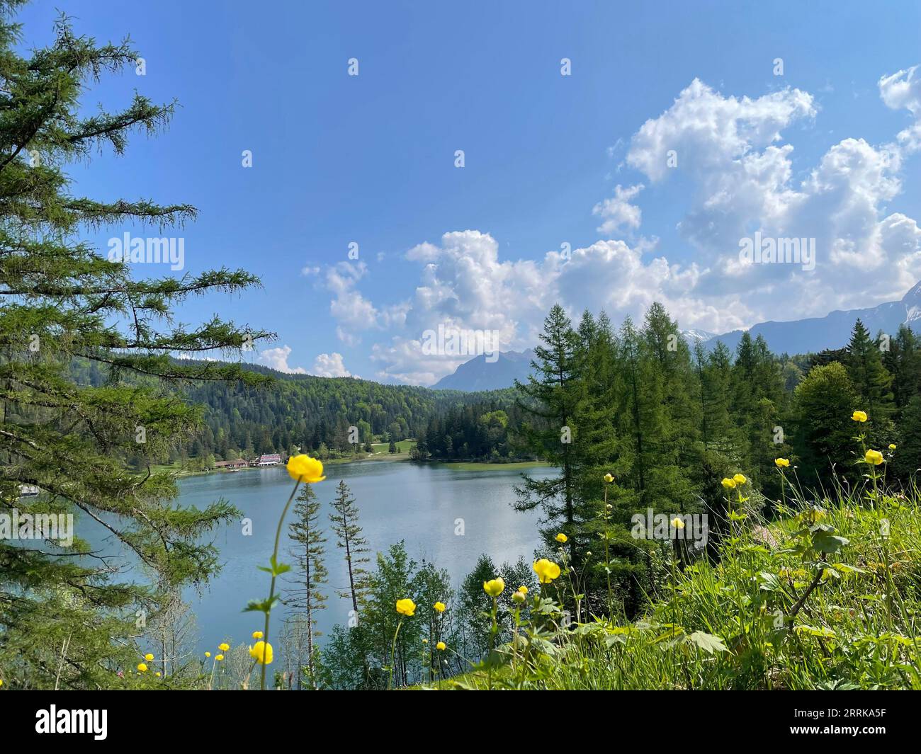 View over flower meadow to Lautersee, spring, Wetterstein Mountains ...