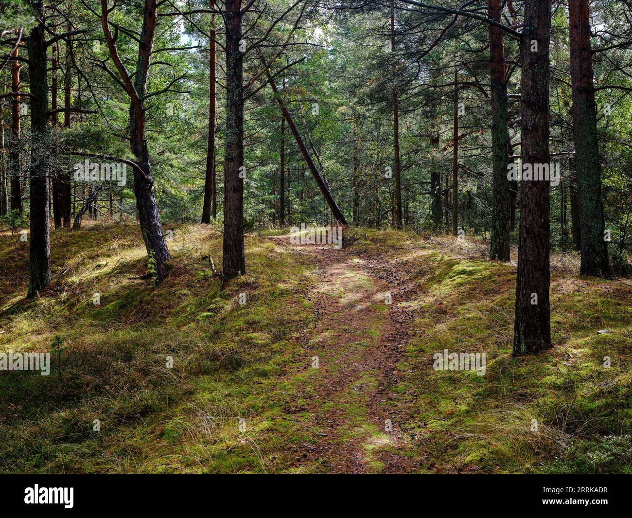 Lithuania forest hi-res stock photography and images - Alamy