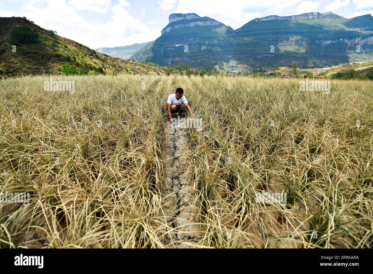 Rice rice fighting fighting rice rice hi-res stock photography and ...
