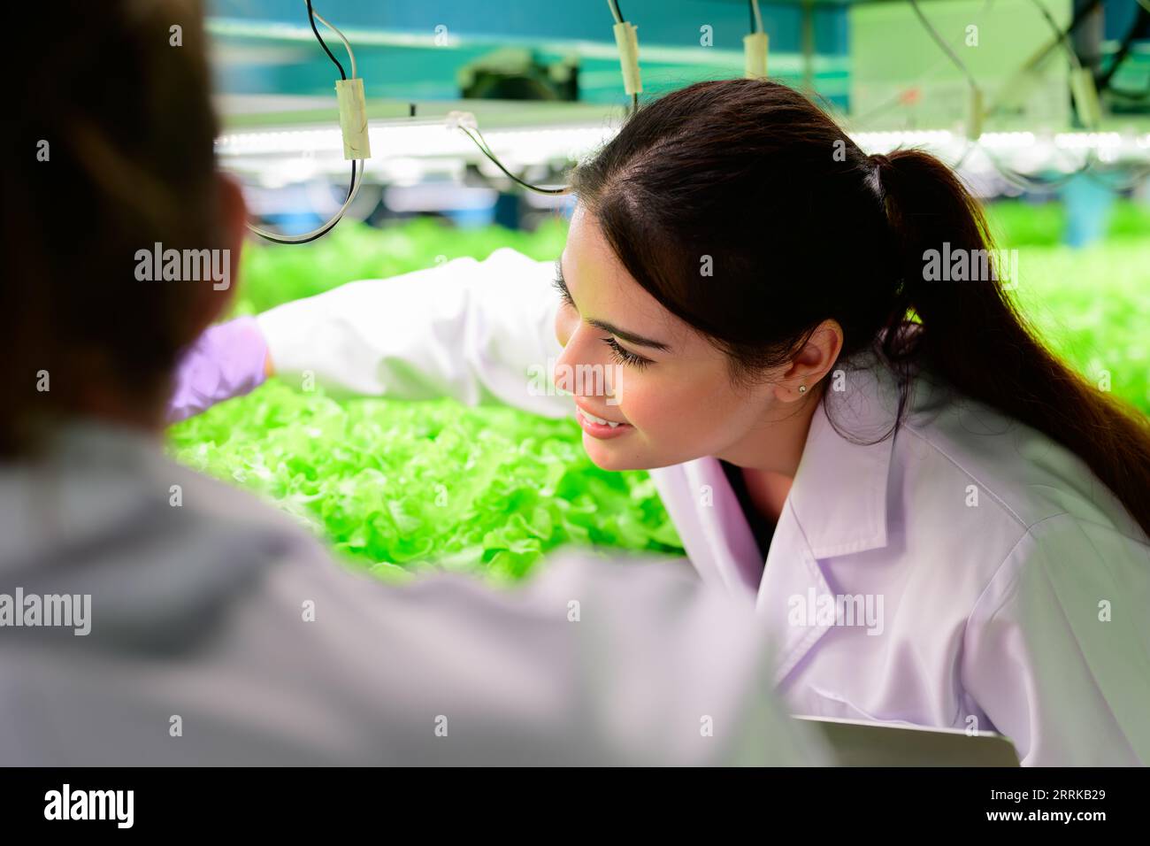 Scientists team working and researching in hydro and organic farm Stock ...