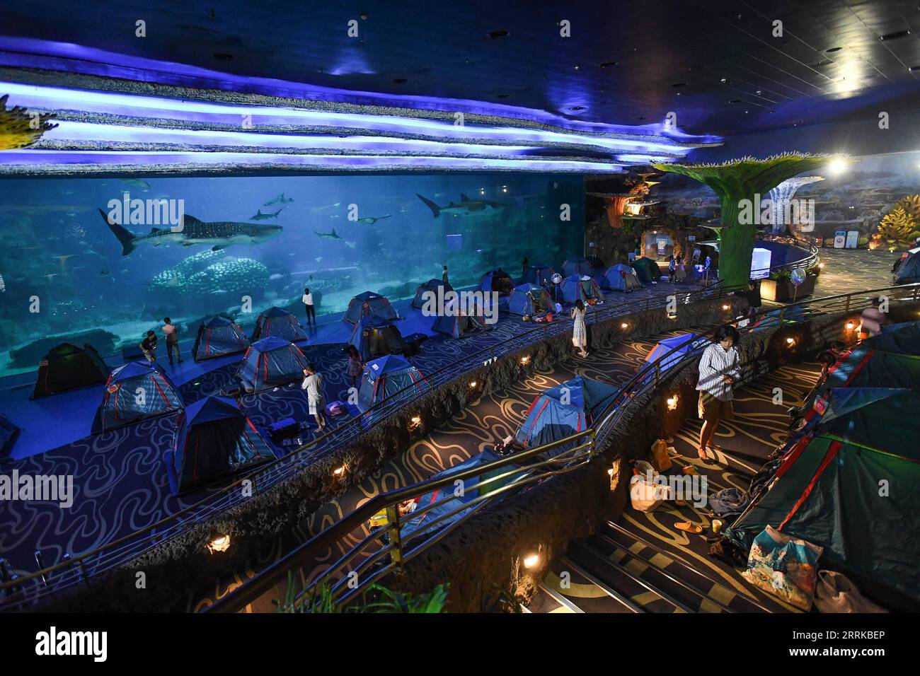 220830 -- GUANGZHOU, Aug. 30, 2022 -- Visitors observe whale sharks in ...