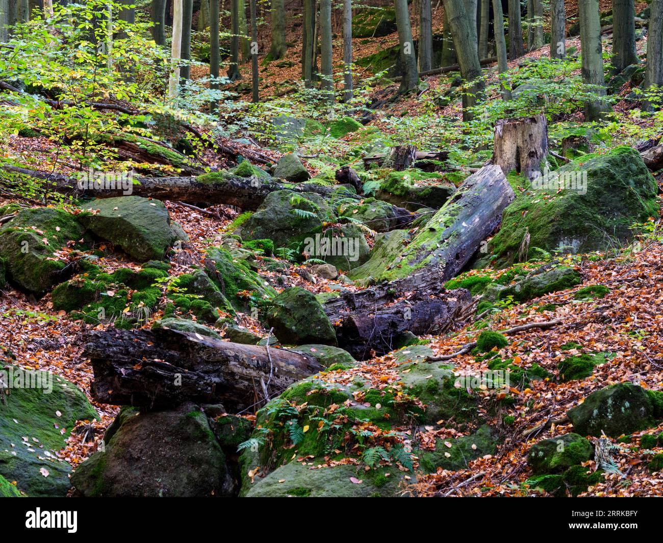Schmilka germany hi-res stock photography and images - Alamy