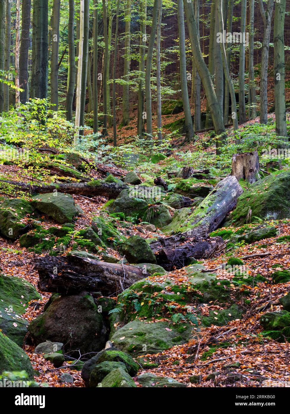 Schmilka germany hi-res stock photography and images - Alamy