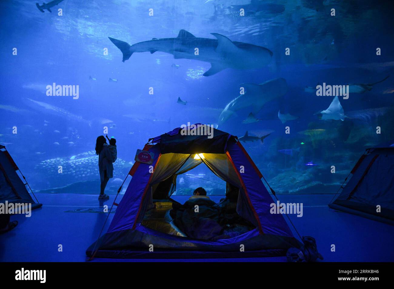 Ocean hall sharks hi-res stock photography and images - Alamy