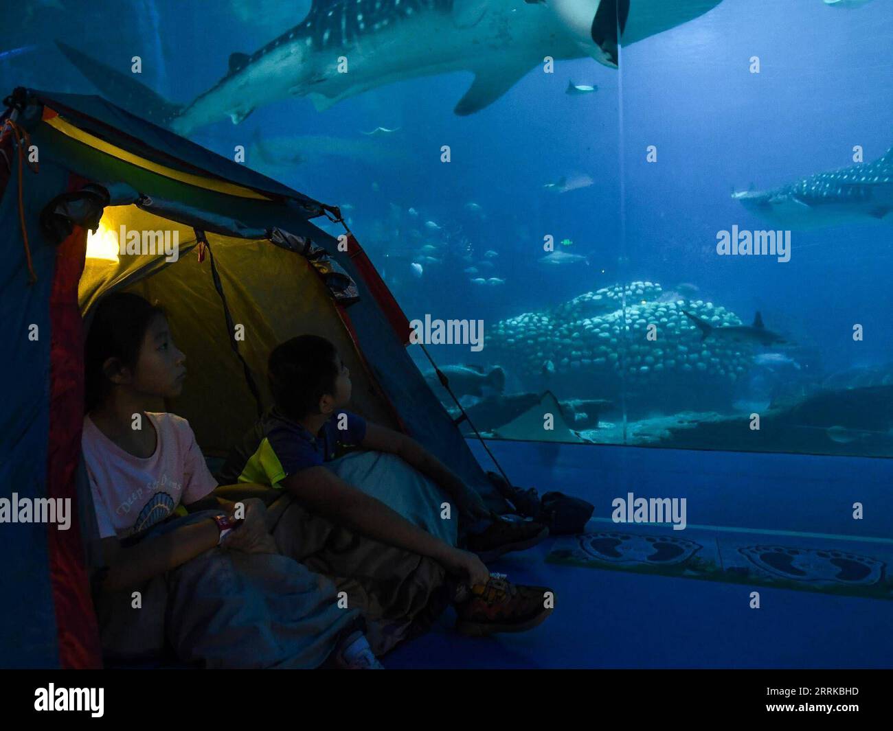 Ocean hall sharks hi-res stock photography and images - Alamy