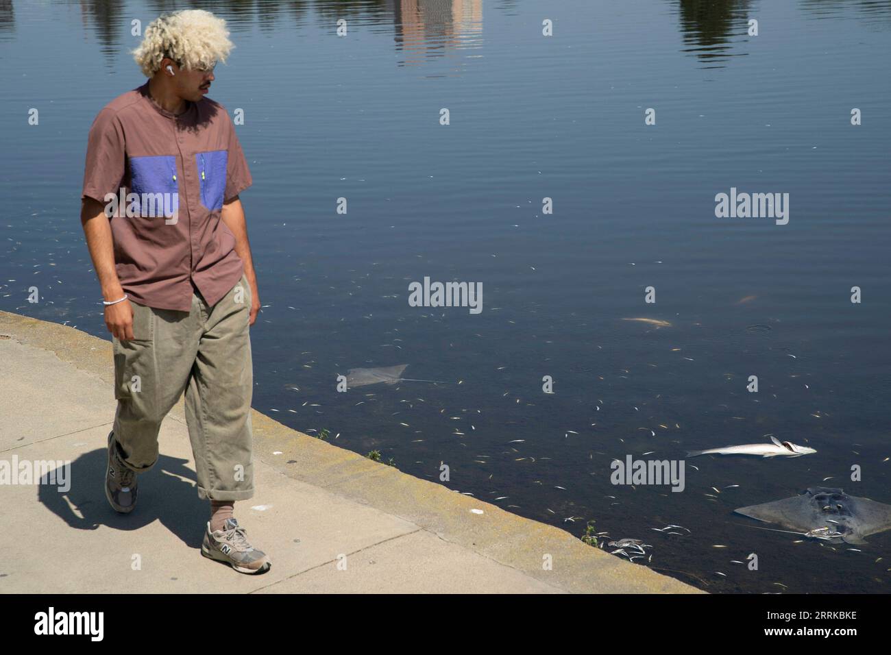 Algae bloom fish hi-res stock photography and images - Alamy