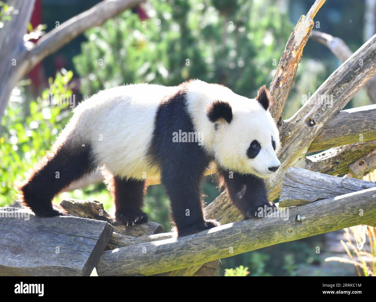 220901 -- BERLIN, Sept. 1, 2022 -- Giant panda Meng Xiang is seen at ...
