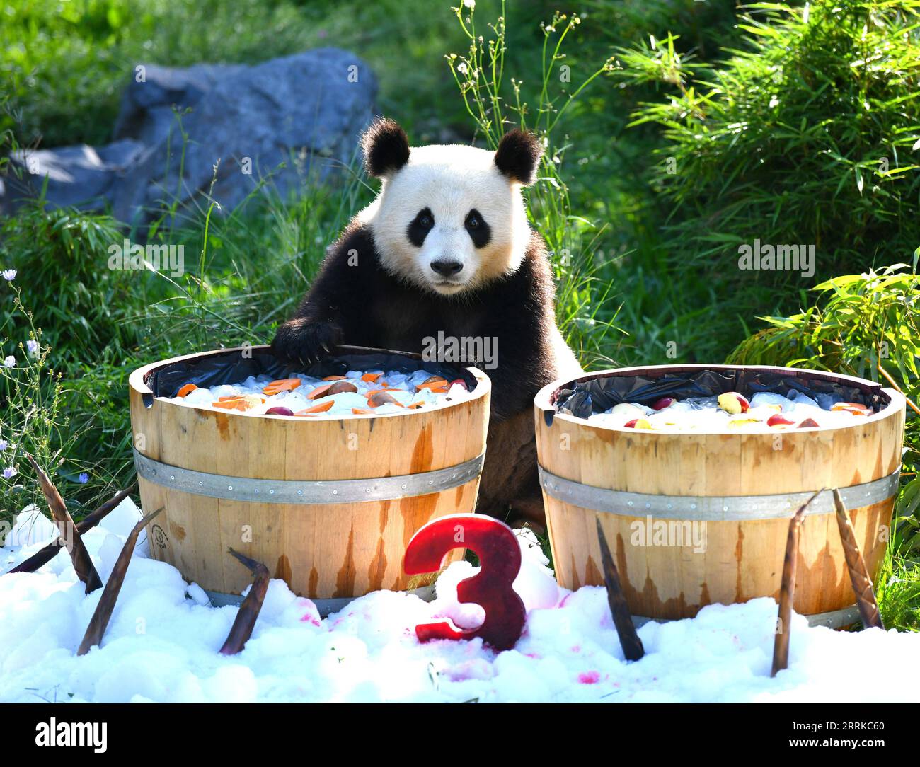 220901 -- BERLIN, Sept. 1, 2022 -- Giant panda Meng Xiang is seen ...