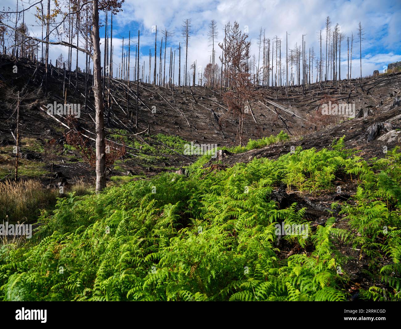 Forest fire area in Bohemian Switzerland National Park near Stock Photo ...