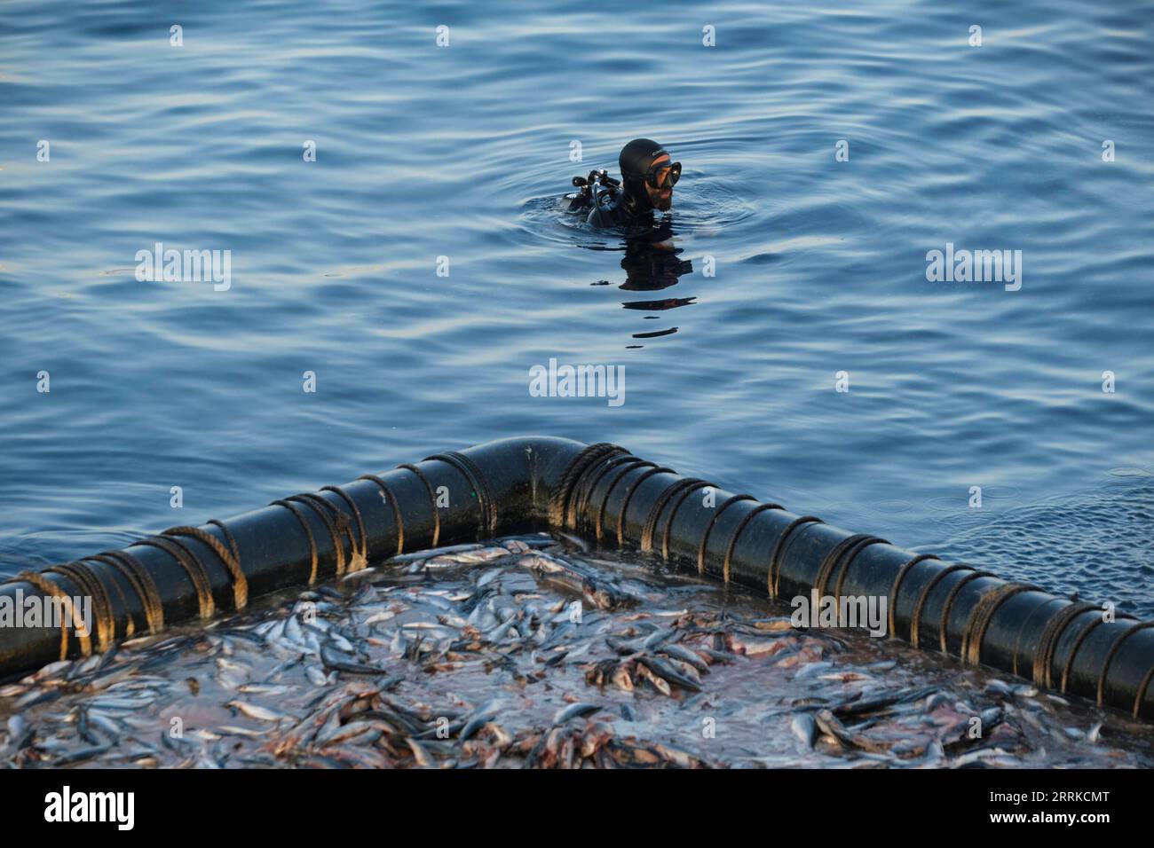 Tuna farm aquaculture hi-res stock photography and images - Alamy