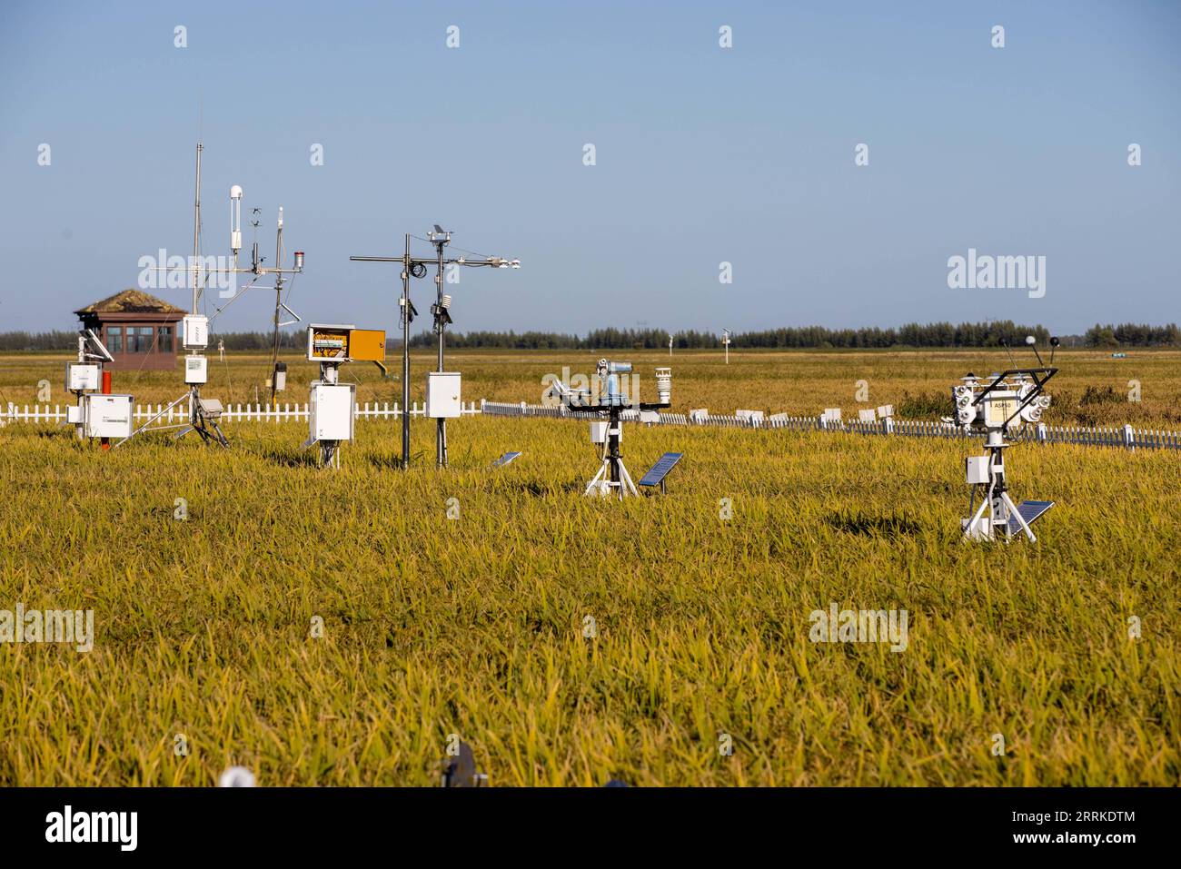 Rice weed control hi-res stock photography and images - Alamy
