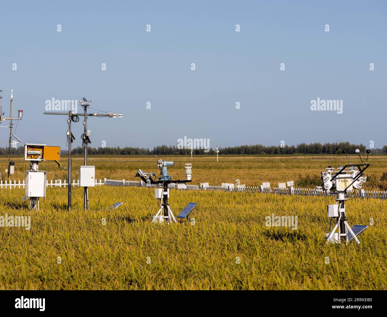 Rice paddy water saving hi-res stock photography and images - Alamy