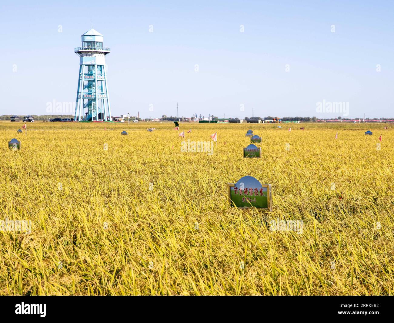 Rice paddy water saving hi-res stock photography and images - Alamy