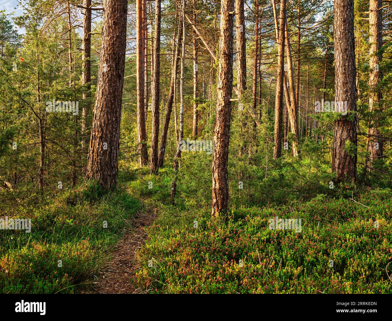 Johannes wood tree hi-res stock photography and images - Alamy
