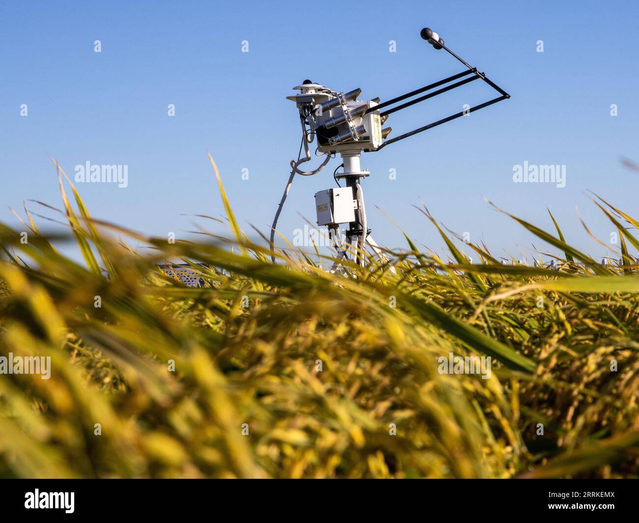 Rice weed control hi-res stock photography and images - Alamy