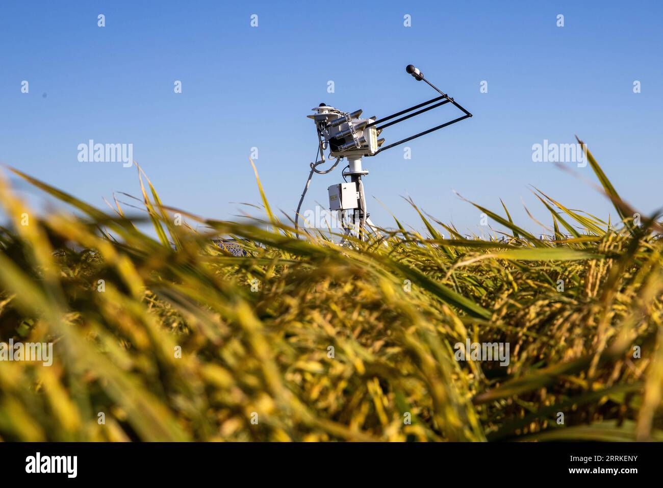 Rice paddy water saving hi-res stock photography and images - Alamy