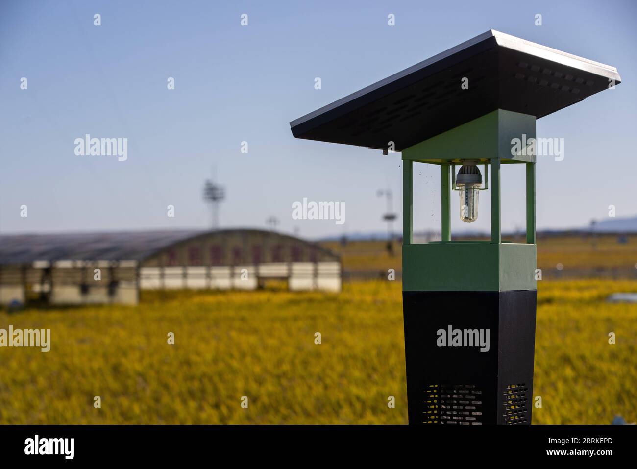 Rice weed control hi-res stock photography and images - Alamy