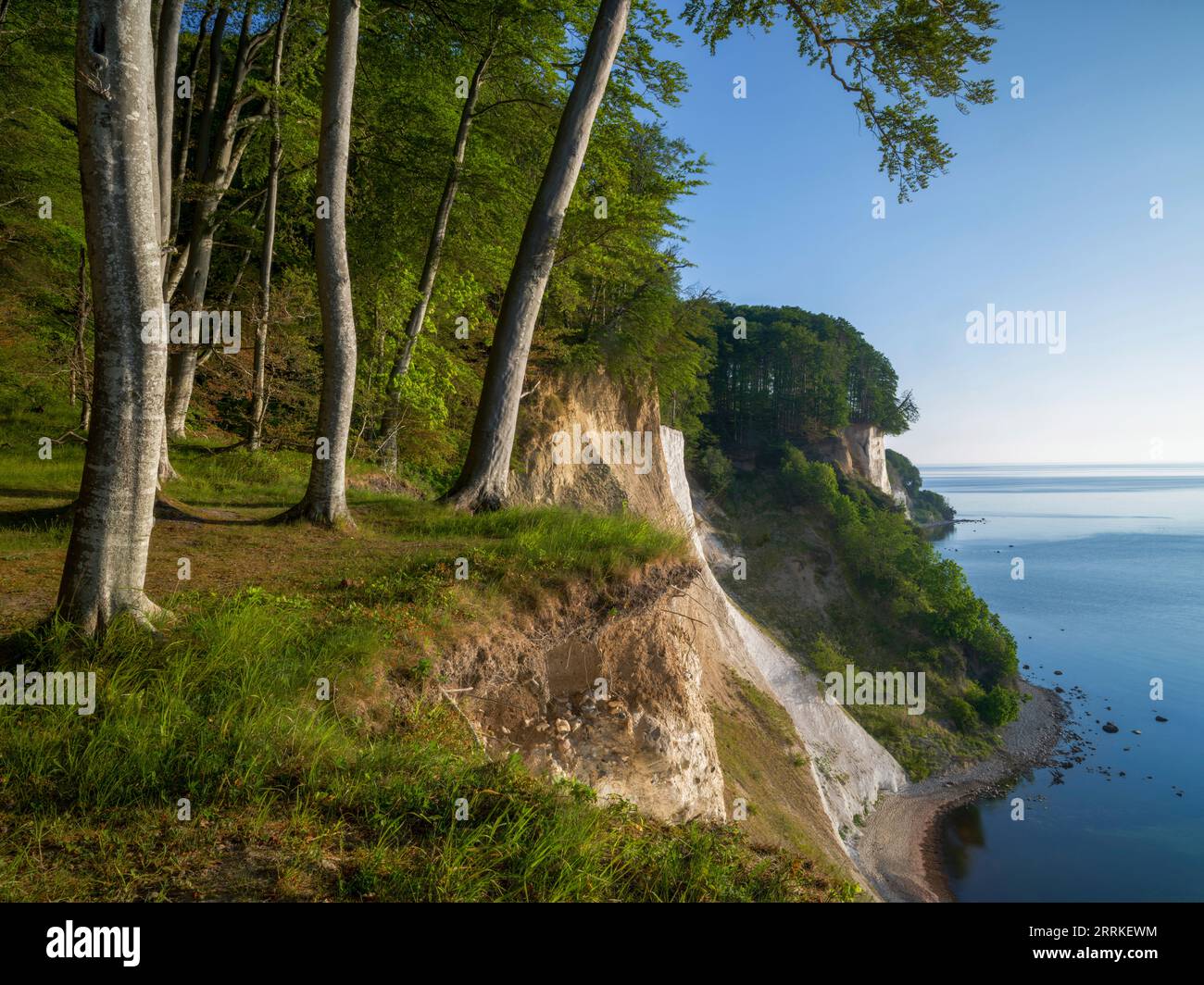 Morning atmosphere on the chalk coast in the Jsamund National Park on ...