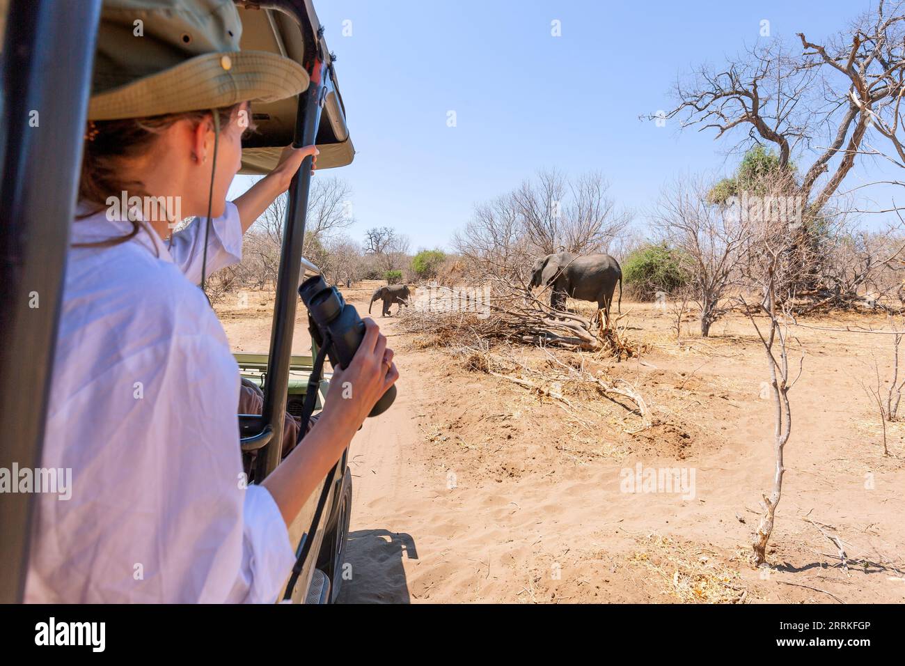Watching an elephant really close out of a jeep at a safari in Africa ...