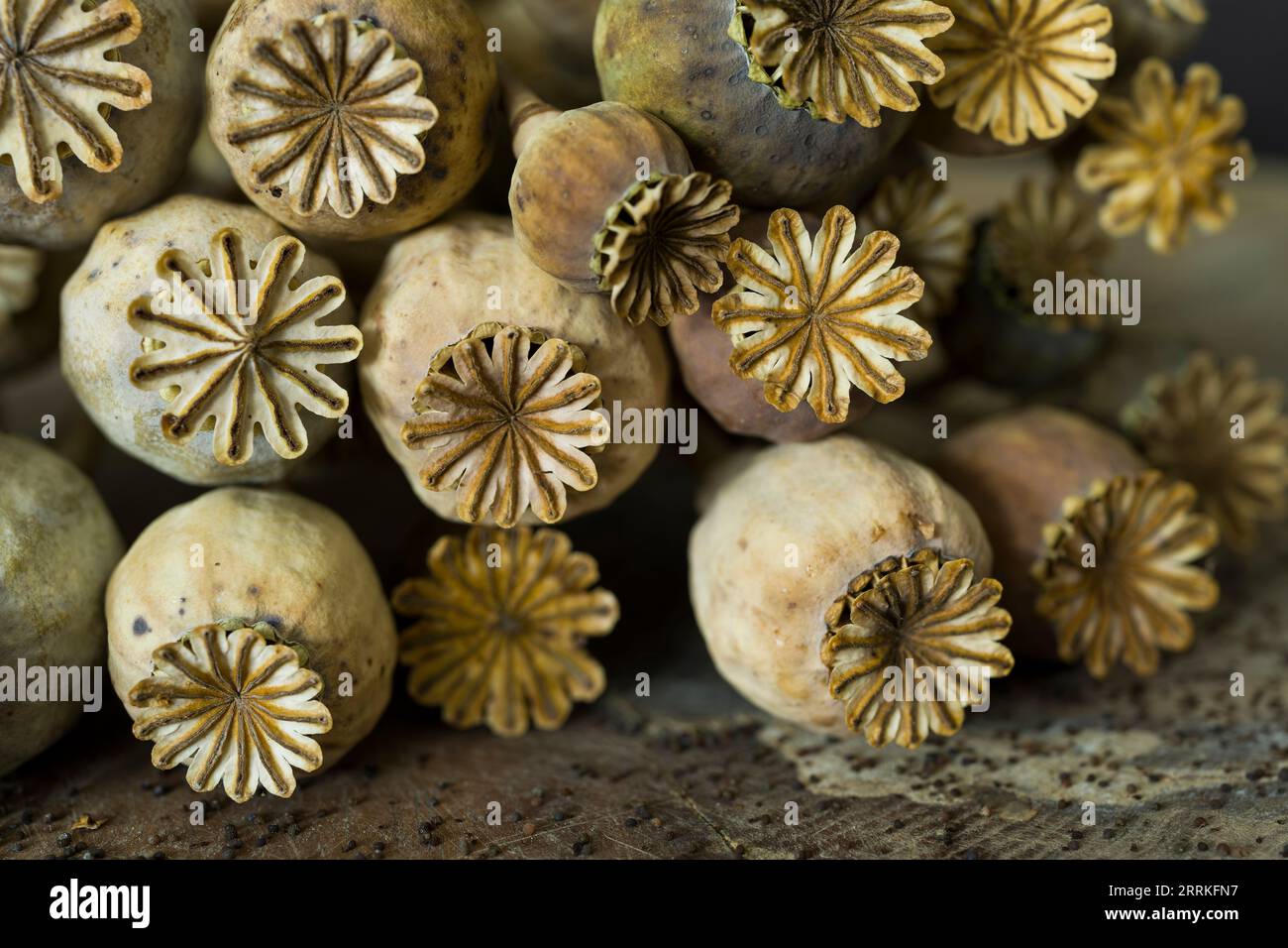 dried poppy capsules and seeds, close up of fruit capsules with stigma ...