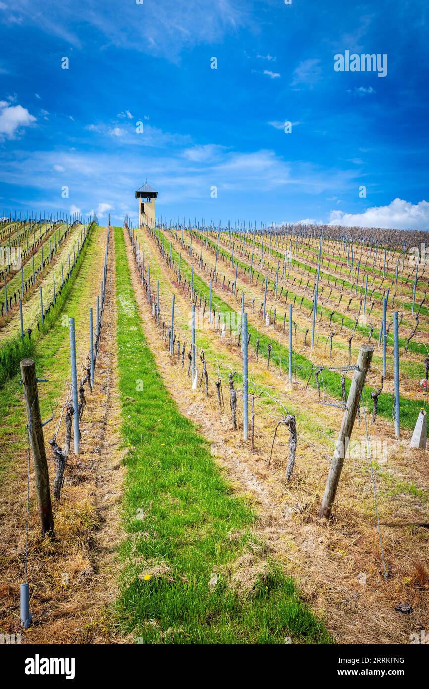 Vineyard tower near Vendersheim in Rheinhessen, the Rheinhessen St ...