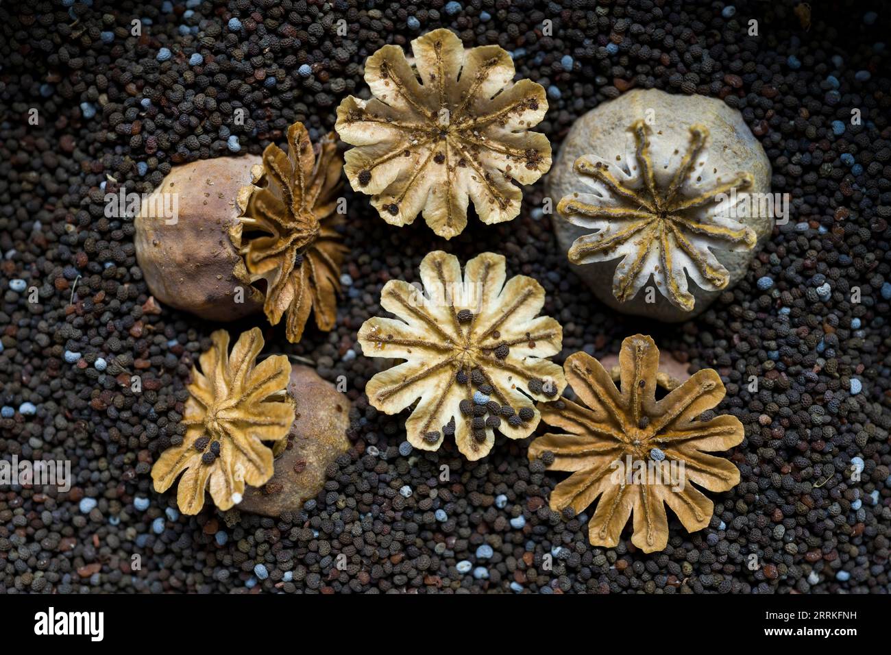 Seed pods detail hi-res stock photography and images - Alamy
