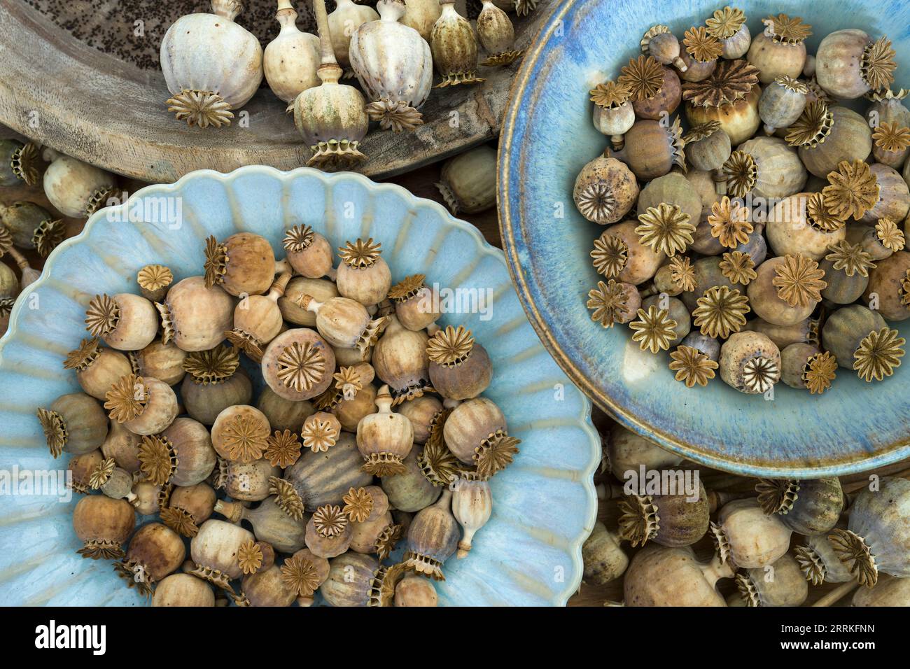 dried poppy pods in blue earthenware bowls, close up, top view Stock ...