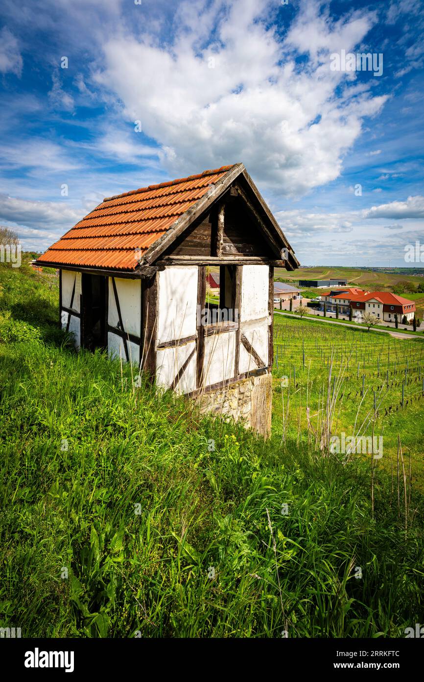 Vineyard cottage near Vendersheim in Rheinhessen, a small half-timbered ...