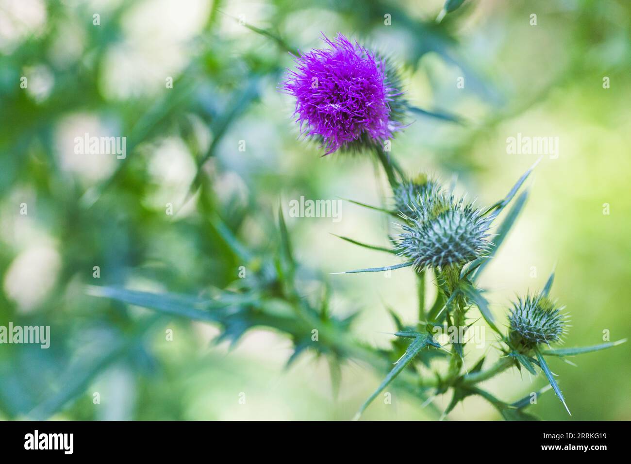 Steppe thorns weed thistle hi-res stock photography and images - Alamy