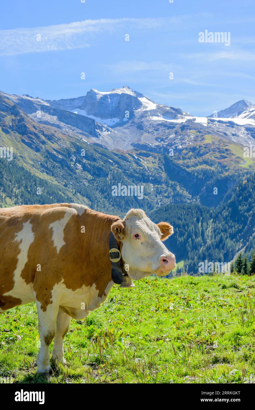 Alp with cow in front of hintertux glacier hi-res stock photography and ...