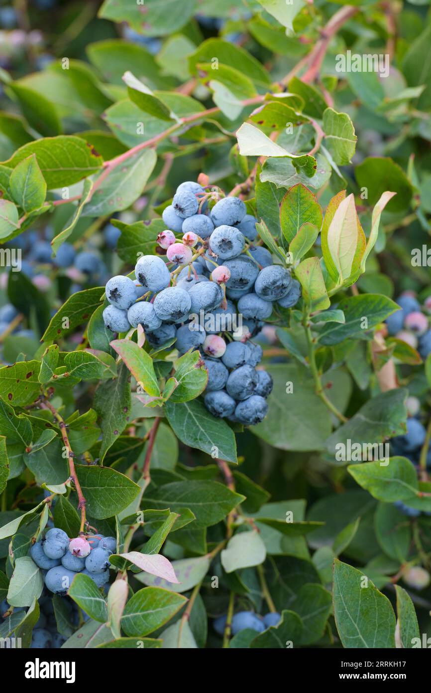 Blueberries berry blue ripe field hi-res stock photography and images ...