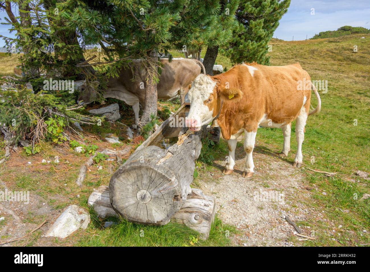 Austria, Tyrol, Zillertal, cows at Penkenalm Stock Photo - Alamy