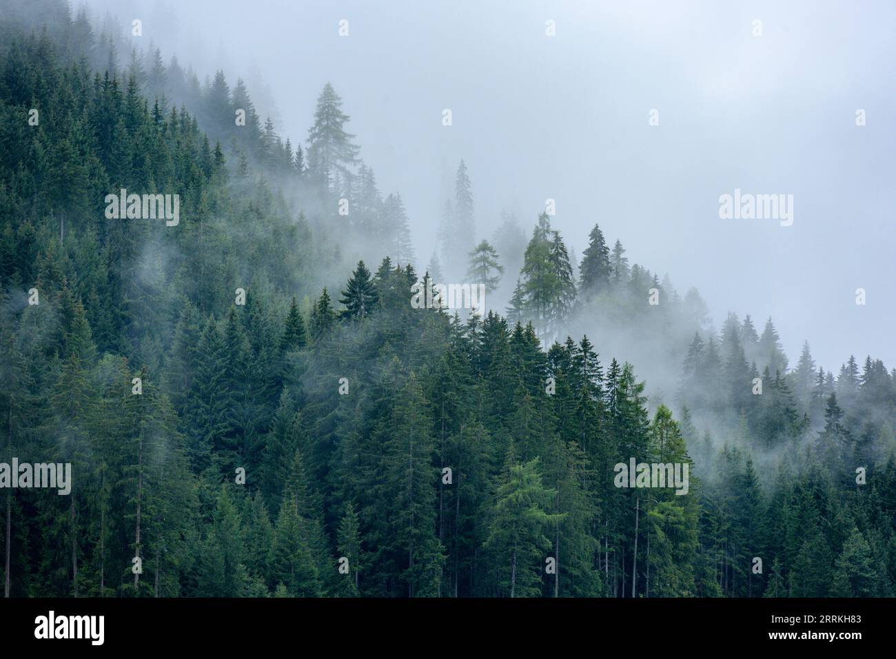 Austria, Tyrol, Zillertal, cloudy coniferous forest in Hintertux valley ...