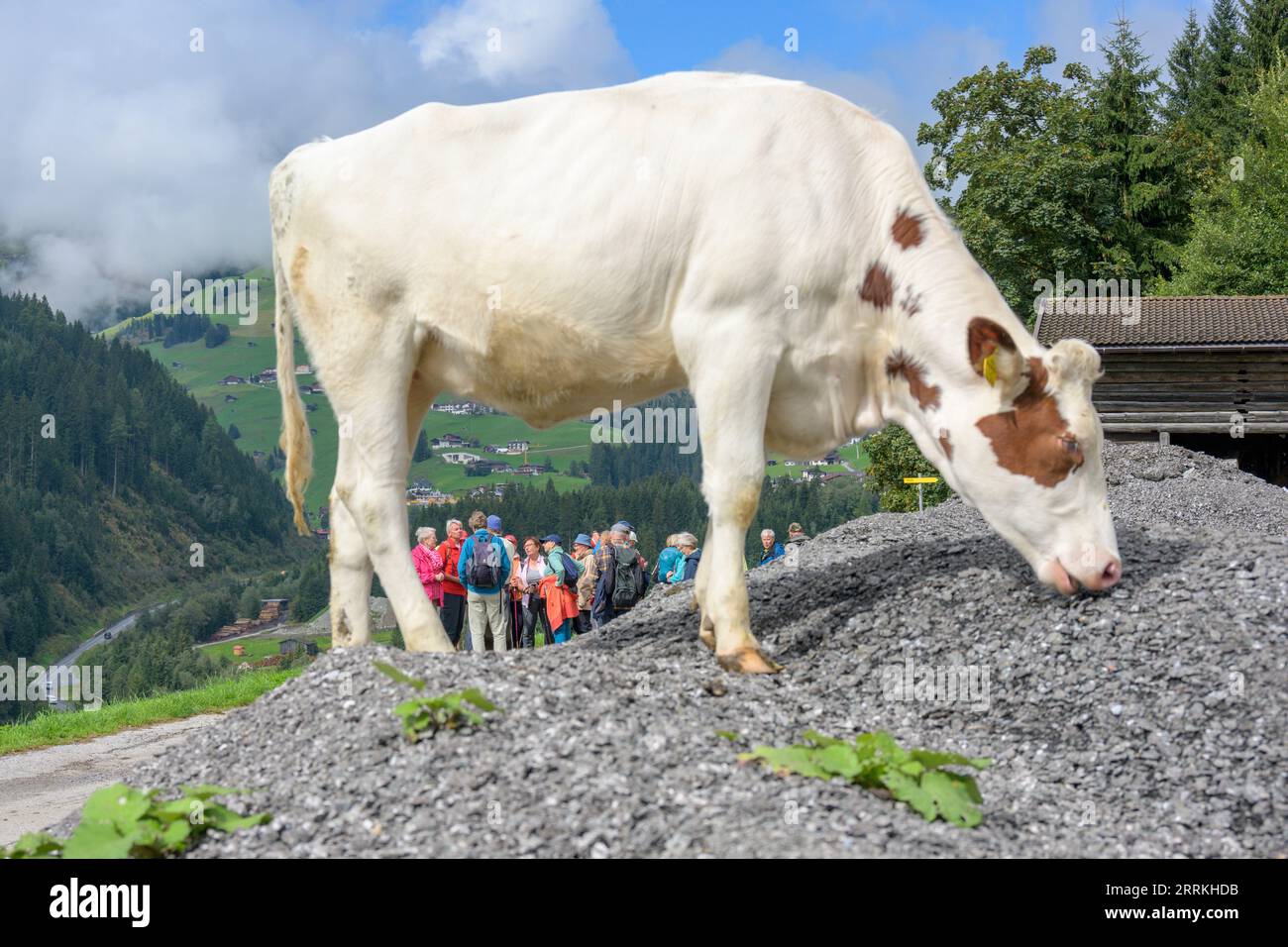 Cow and humans hi-res stock photography and images - Alamy