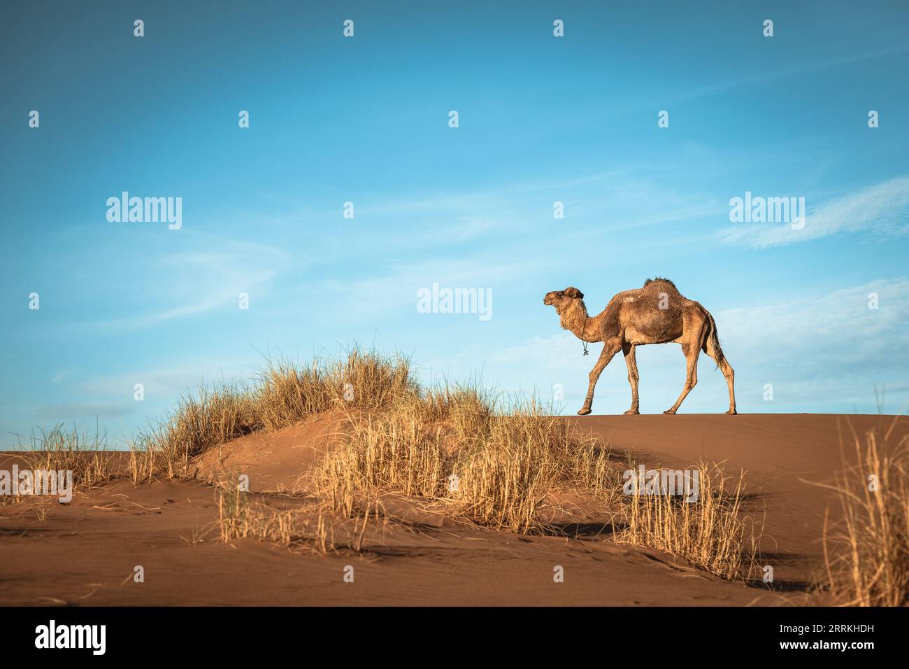 North africa sahara desert people hi-res stock photography and images ...