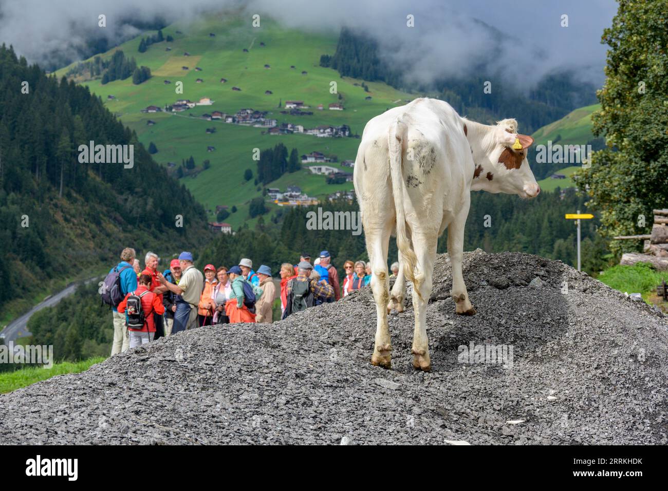 Cow and humans hi-res stock photography and images - Alamy