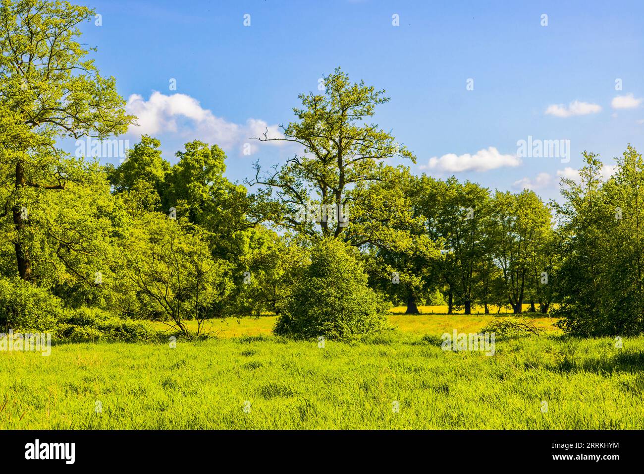 park landscape with groups of trees and overgrown watercourses created ...