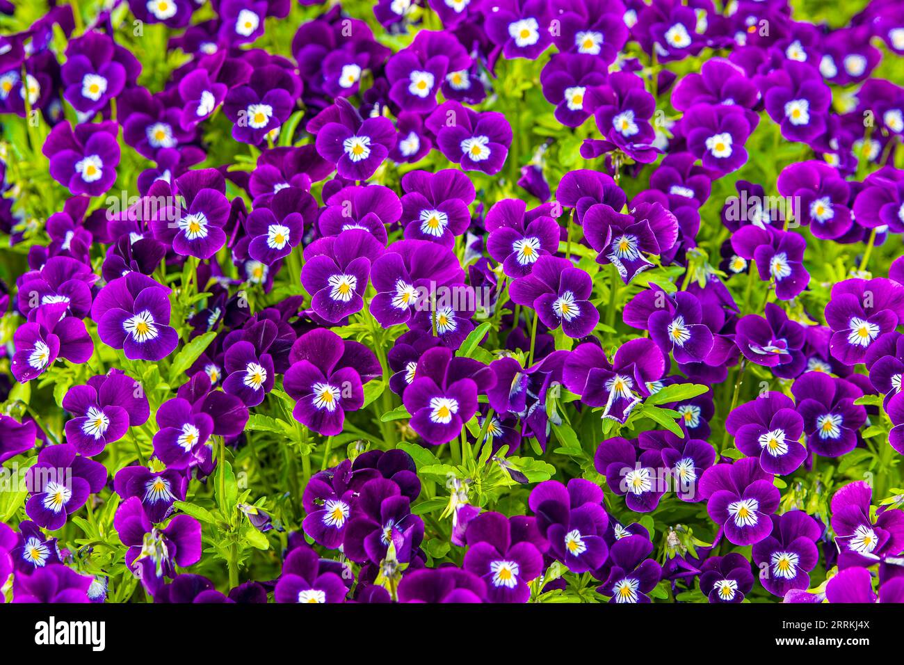 colorful carpet of flowers from purple horned violets (Viola Stock ...