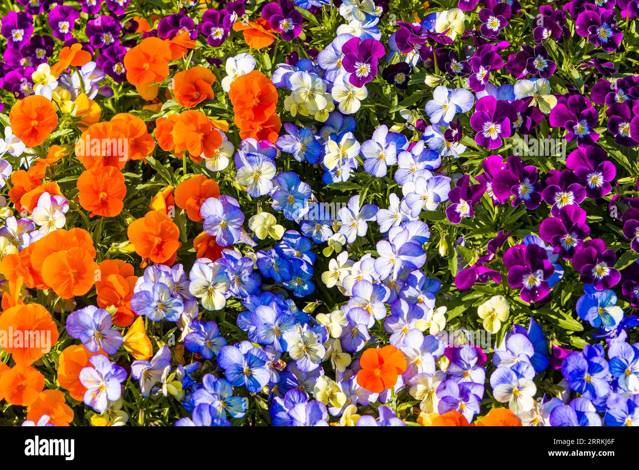 colorful flower carpet of variegated pansies (viola Stock Photo - Alamy