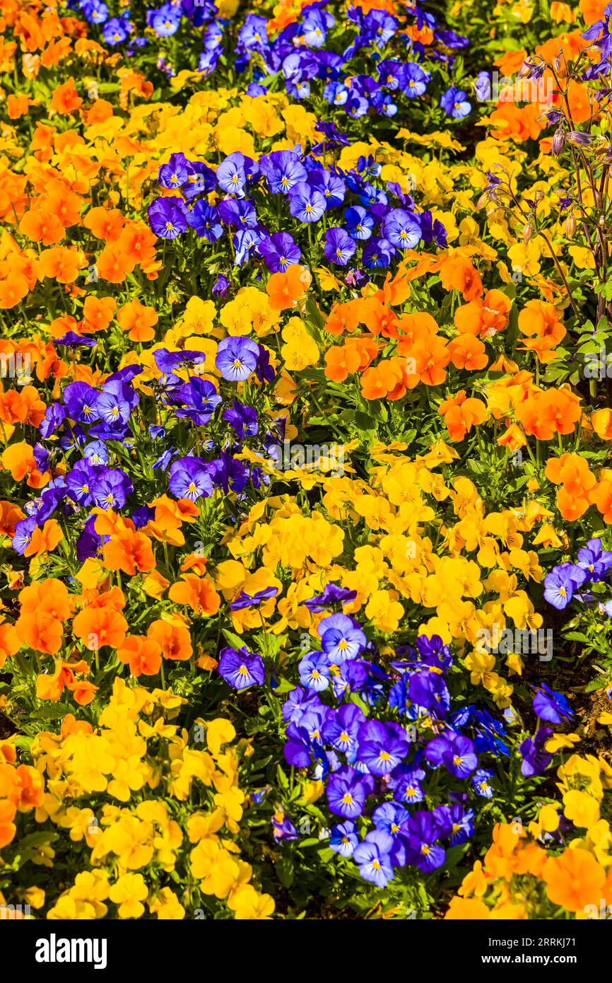 Variegated blossoms hi-res stock photography and images - Alamy