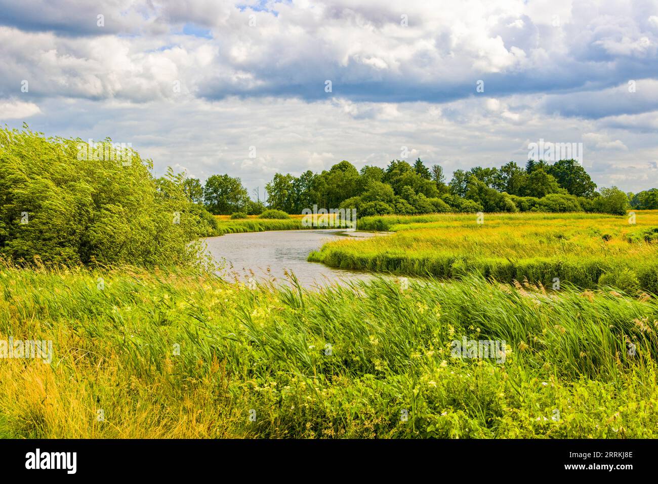 Reed willow tree in wind hi-res stock photography and images - Alamy