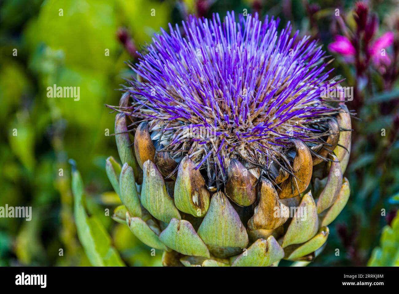 Ornamental artichokes hi-res stock photography and images - Alamy