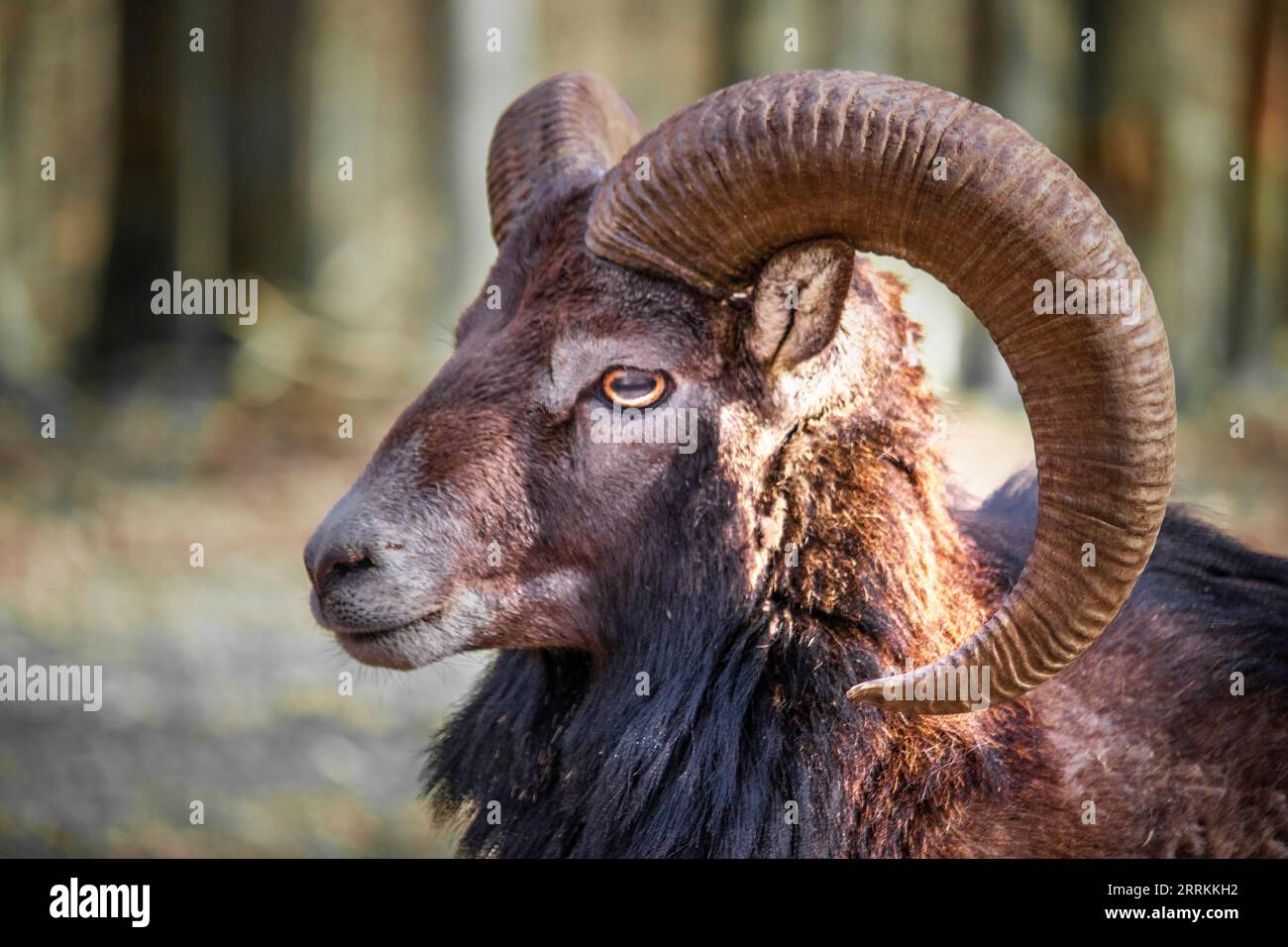 Goat point hi-res stock photography and images - Alamy