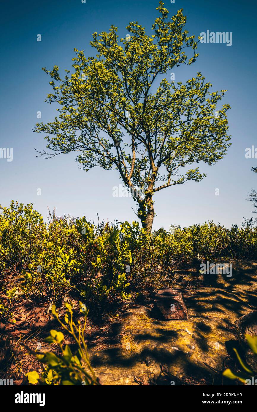 Landscape shot in Taunus, beautiful nature in sunrise, forest and ...