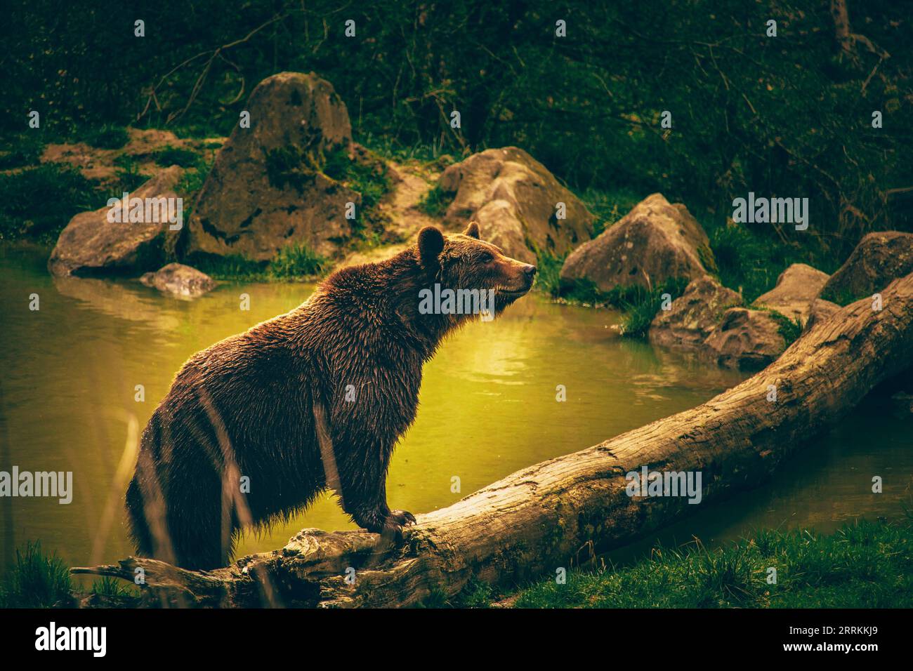 Brown bears on a log hi-res stock photography and images - Alamy